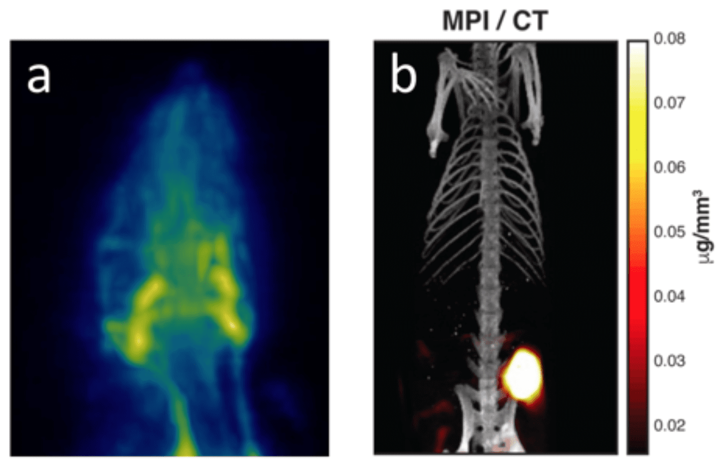 Magnetic Particle Imaging Emerges into Preclinical Research: Hardware ...